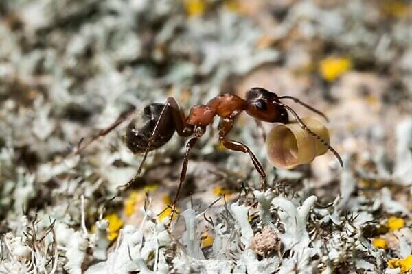 Bildagentur | mauritius images | France, Insect, Close up